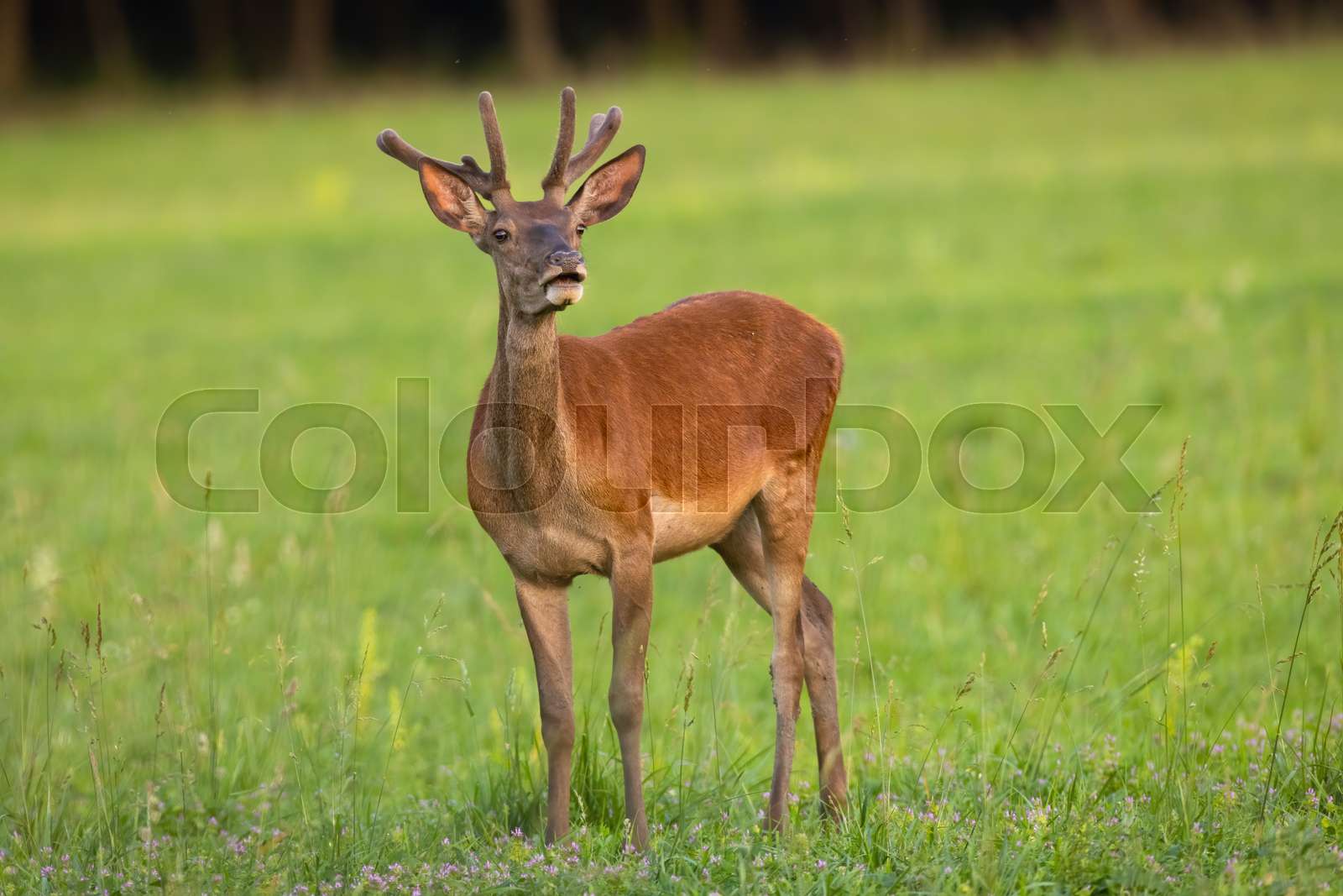 Red deer with velvet antlers standing on grassland | Stock image ...