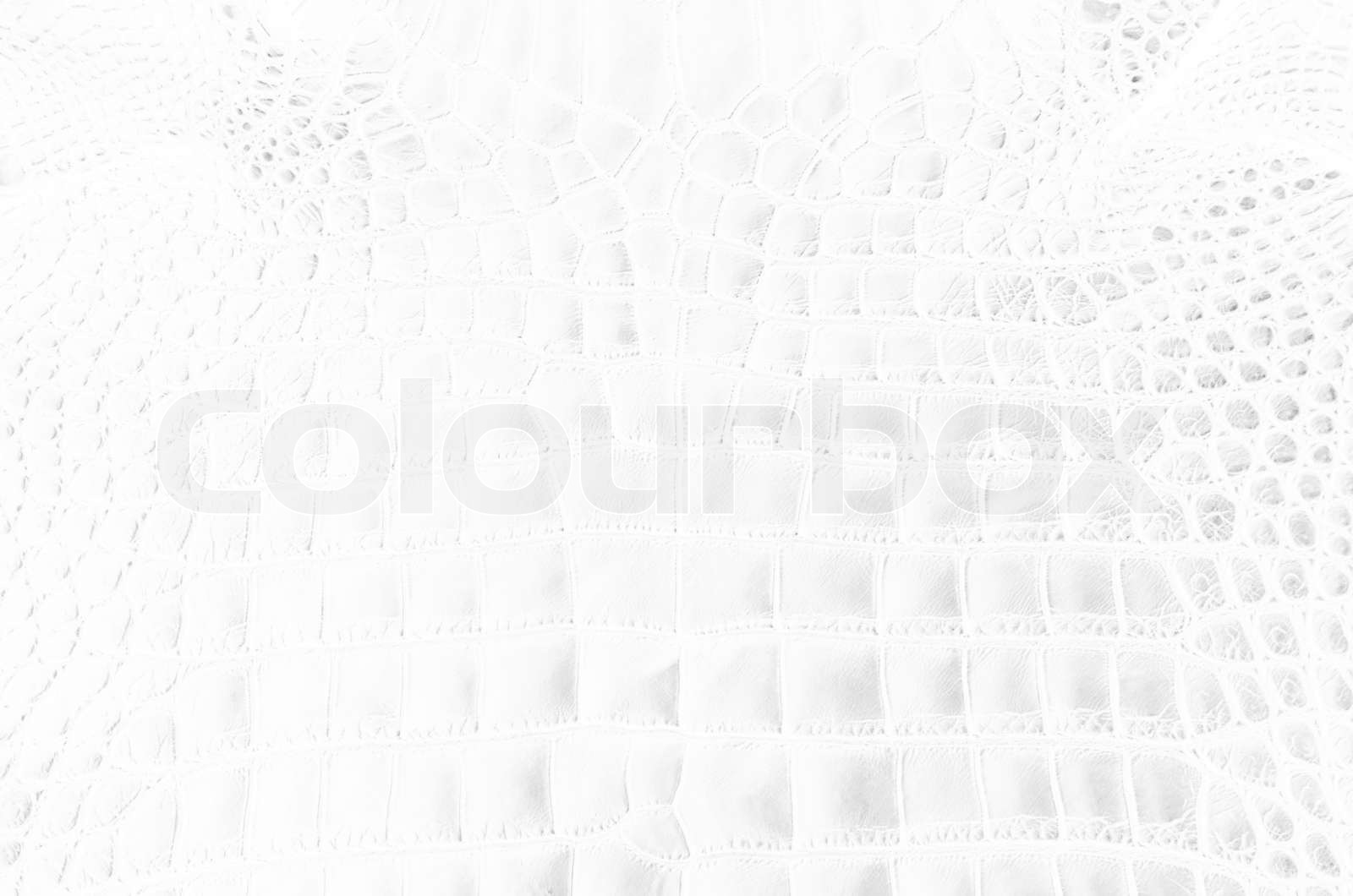 White Crocodile Skin Texture Background | Stock image | Colourbox
