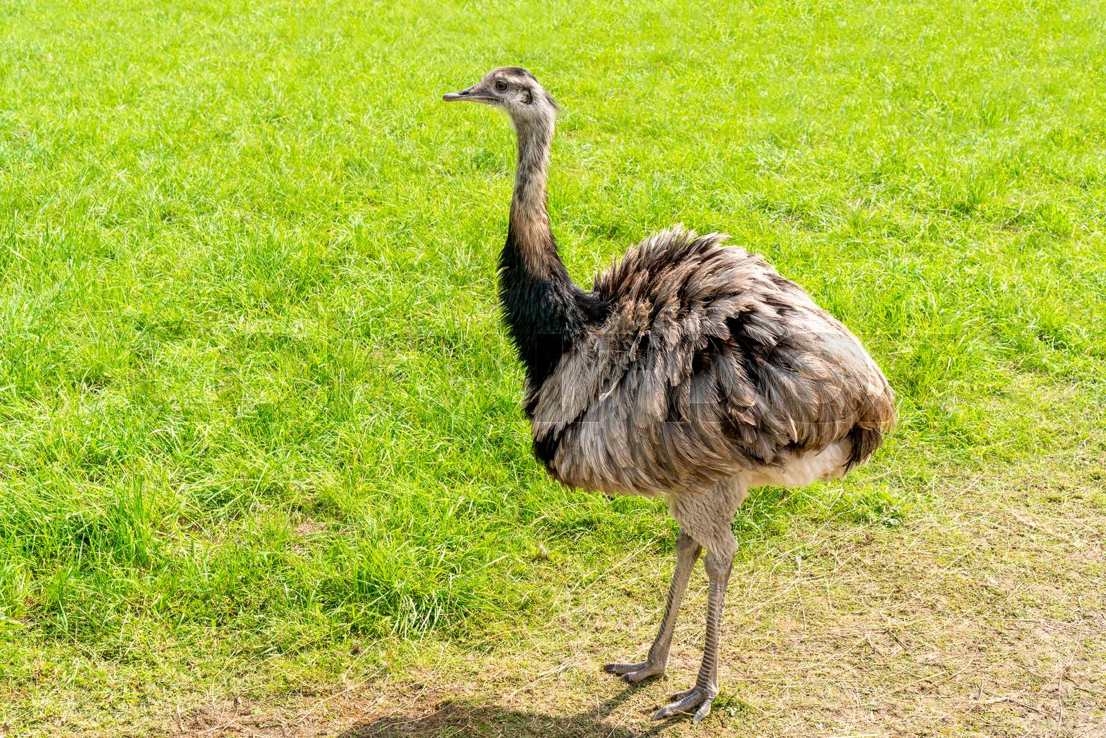 struds, udendørs, store | Stock foto | Colourbox