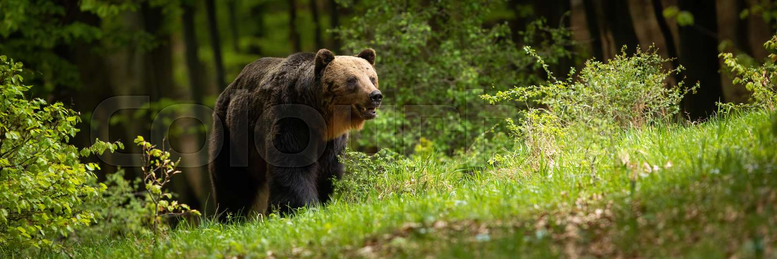Brown bear approaching in forest in panoramic shot | Stock image ...