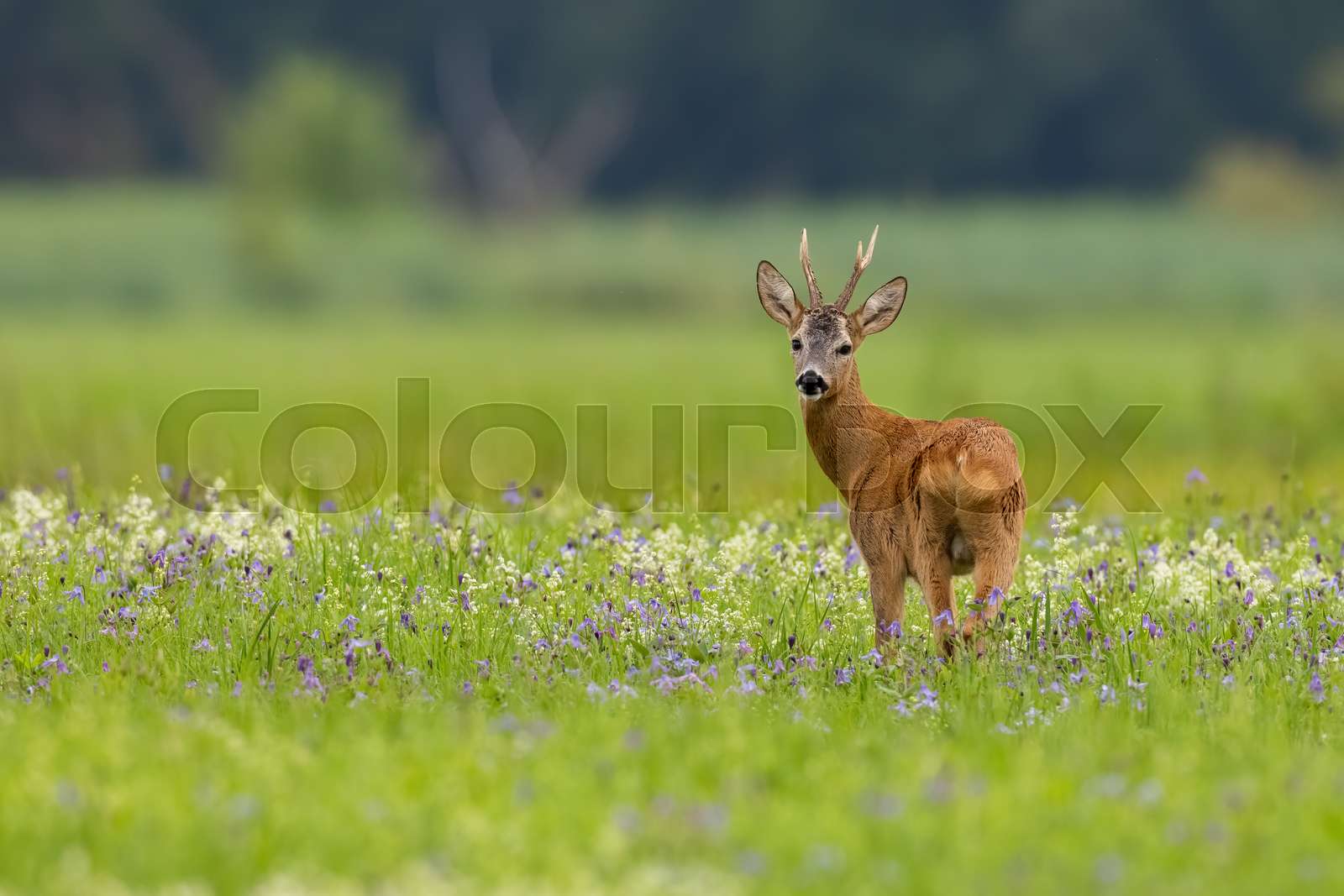 Roe deer looking to the camera on meadow in summer | Stock image ...