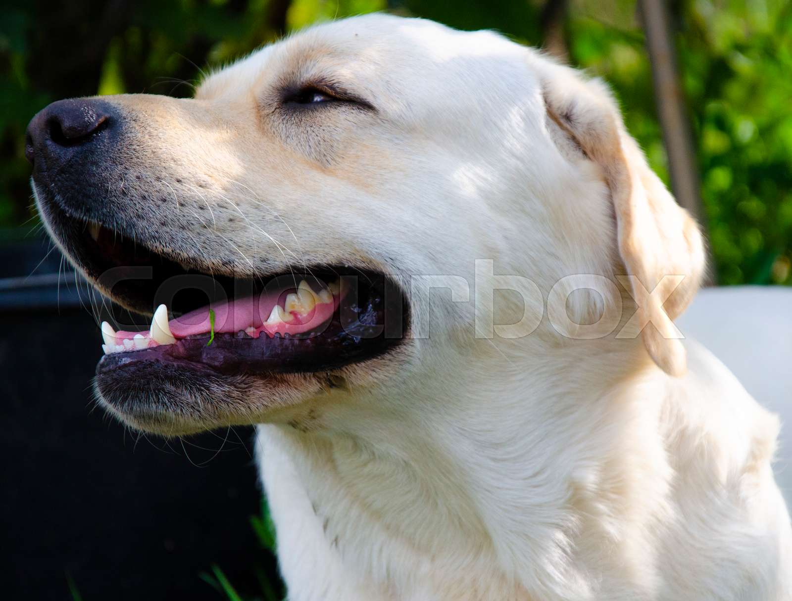 The happy Smiling labrador dog | Stock image | Colourbox