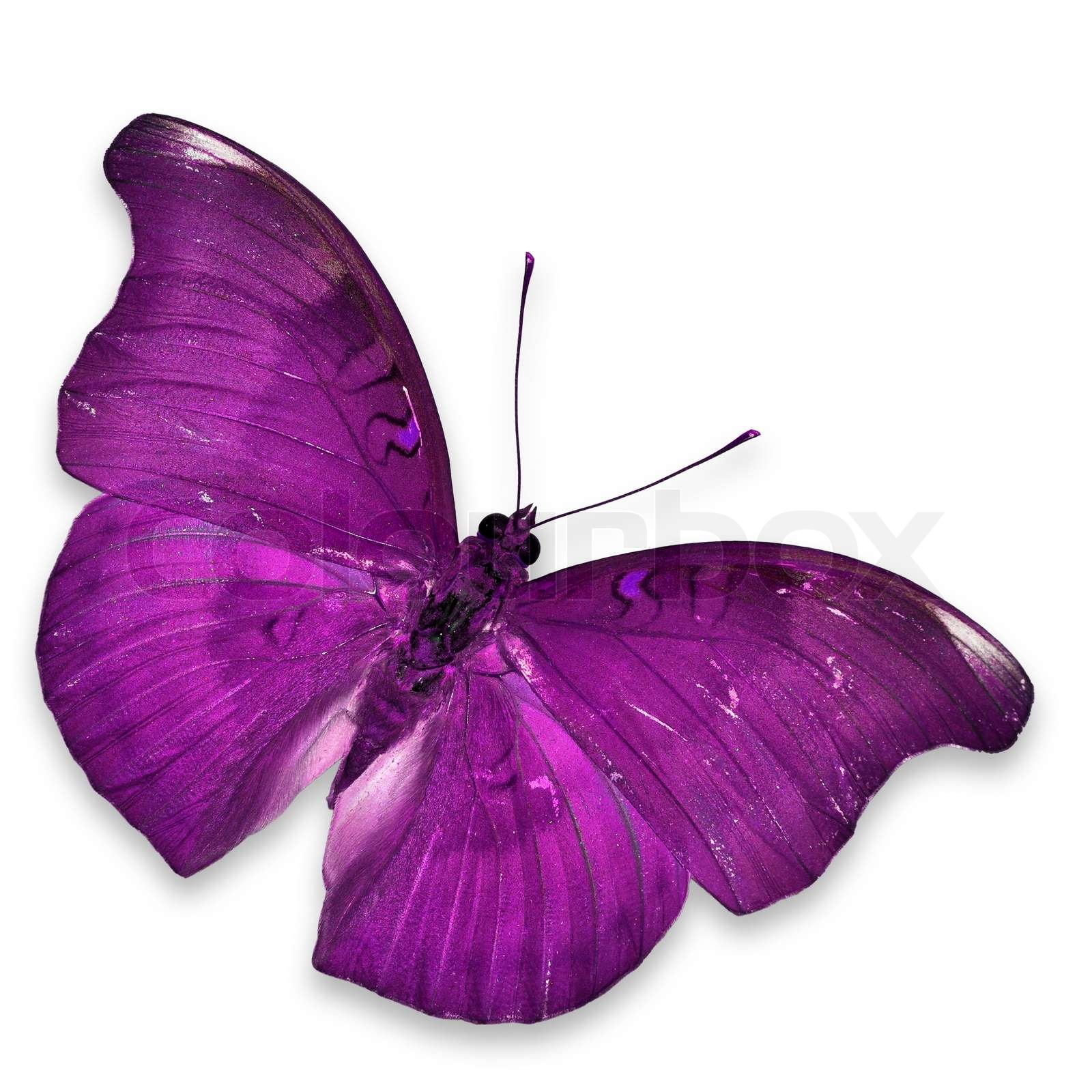 Purple butterfly | Stock image | Colourbox