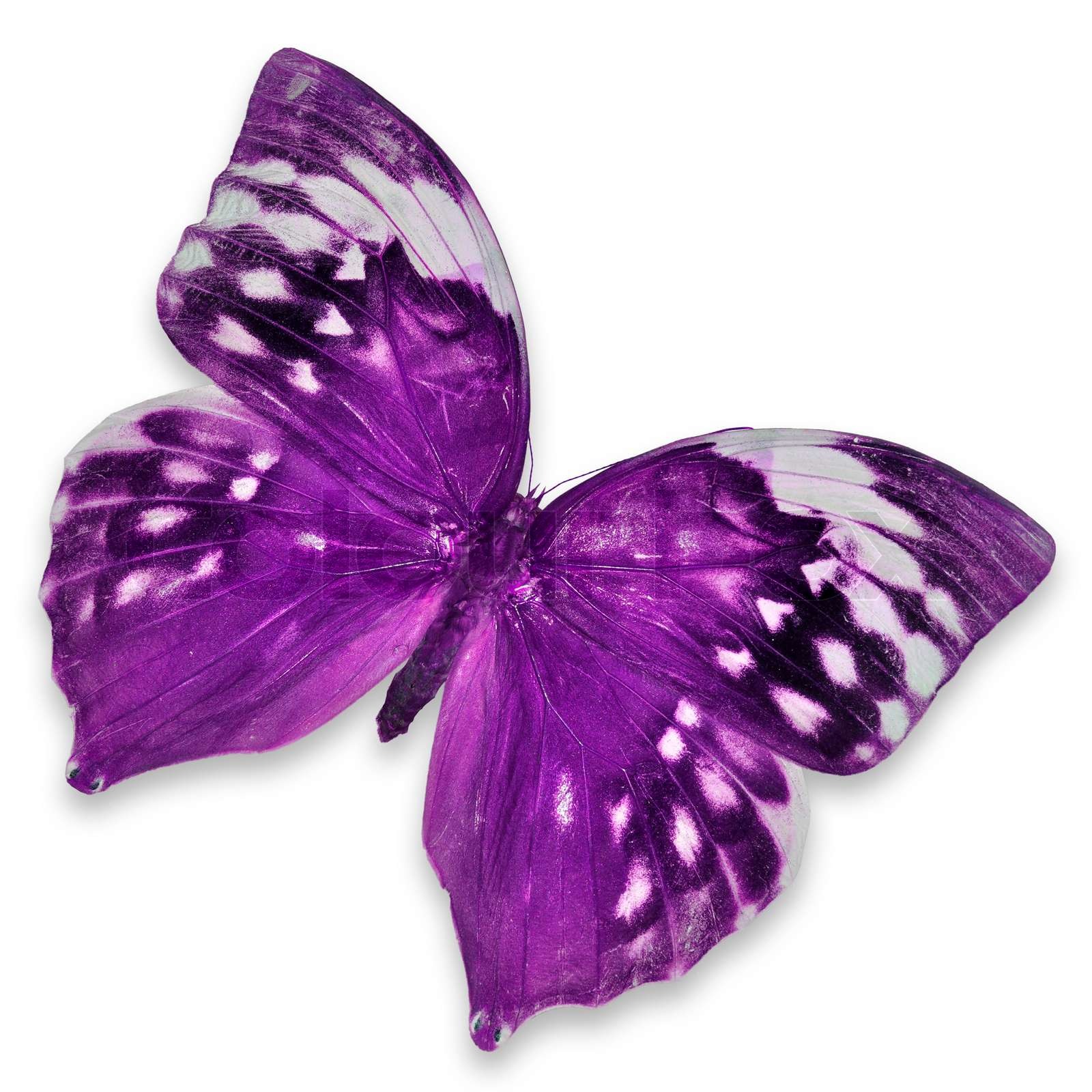 Purple butterfly | Stock image | Colourbox