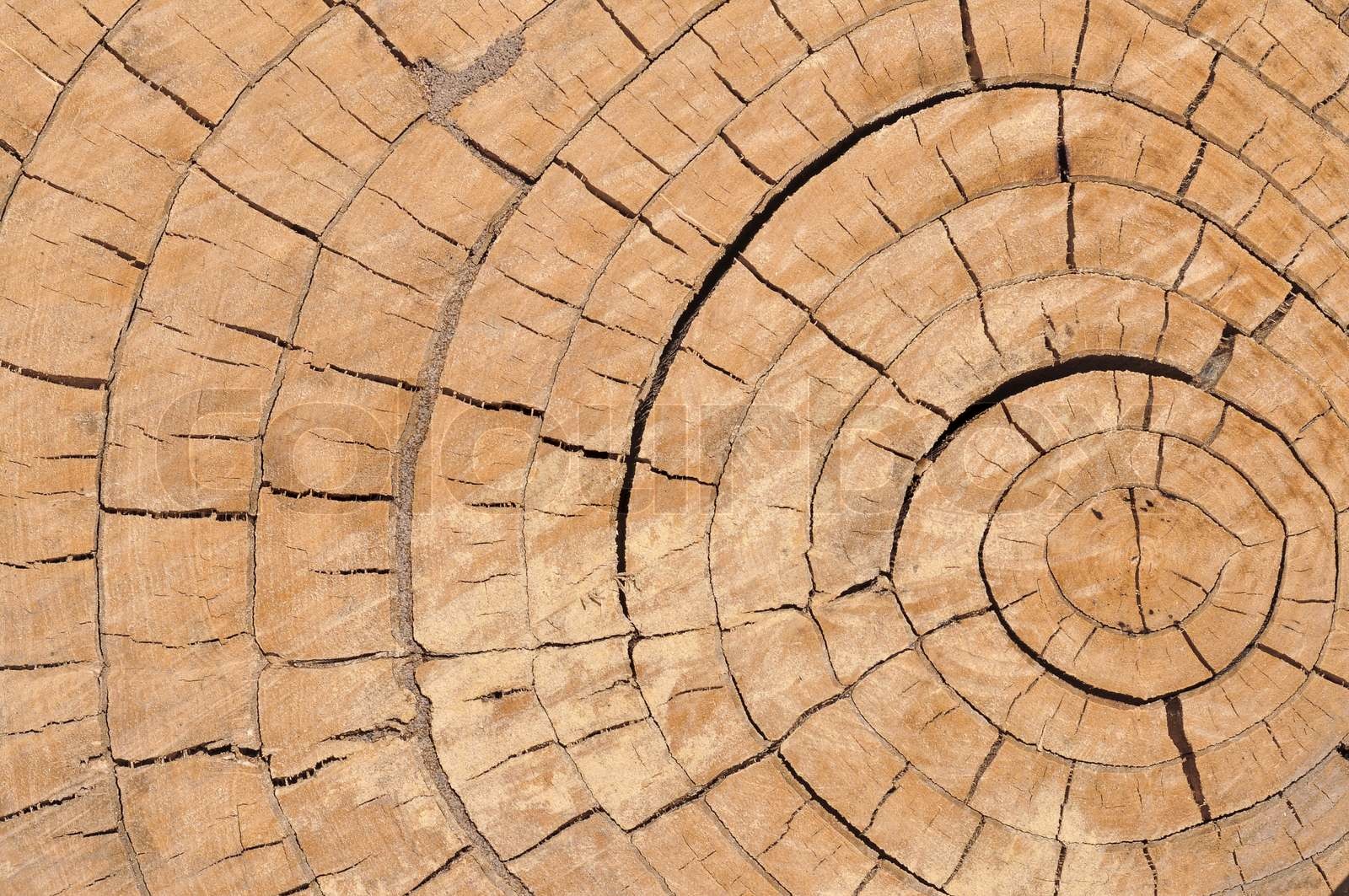 tree stump | Stock image | Colourbox