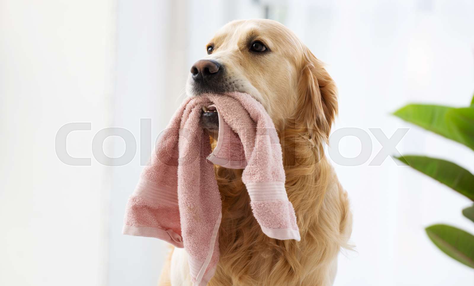 Golden retriever dog indoors | Stock image | Colourbox