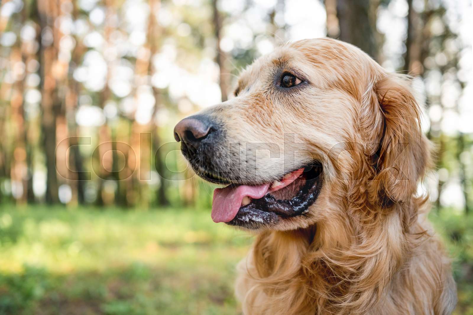 hund, sidder, doggy | Stock foto | Colourbox