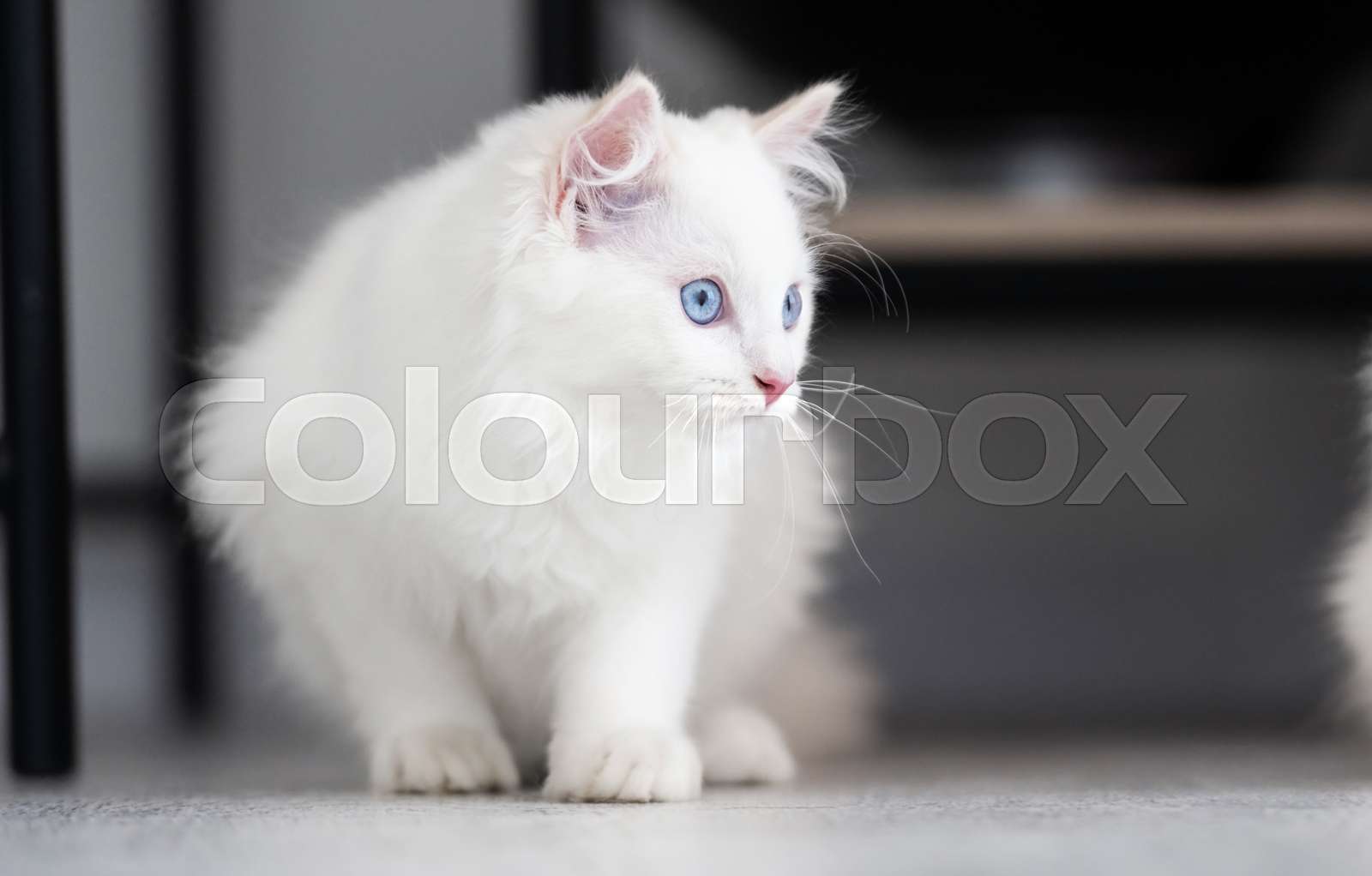 Ragdoll cat outdoors | Stock image | Colourbox