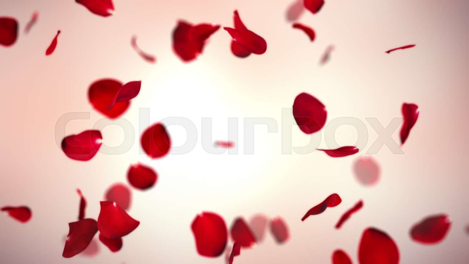 Red Rose Petals Falling Background