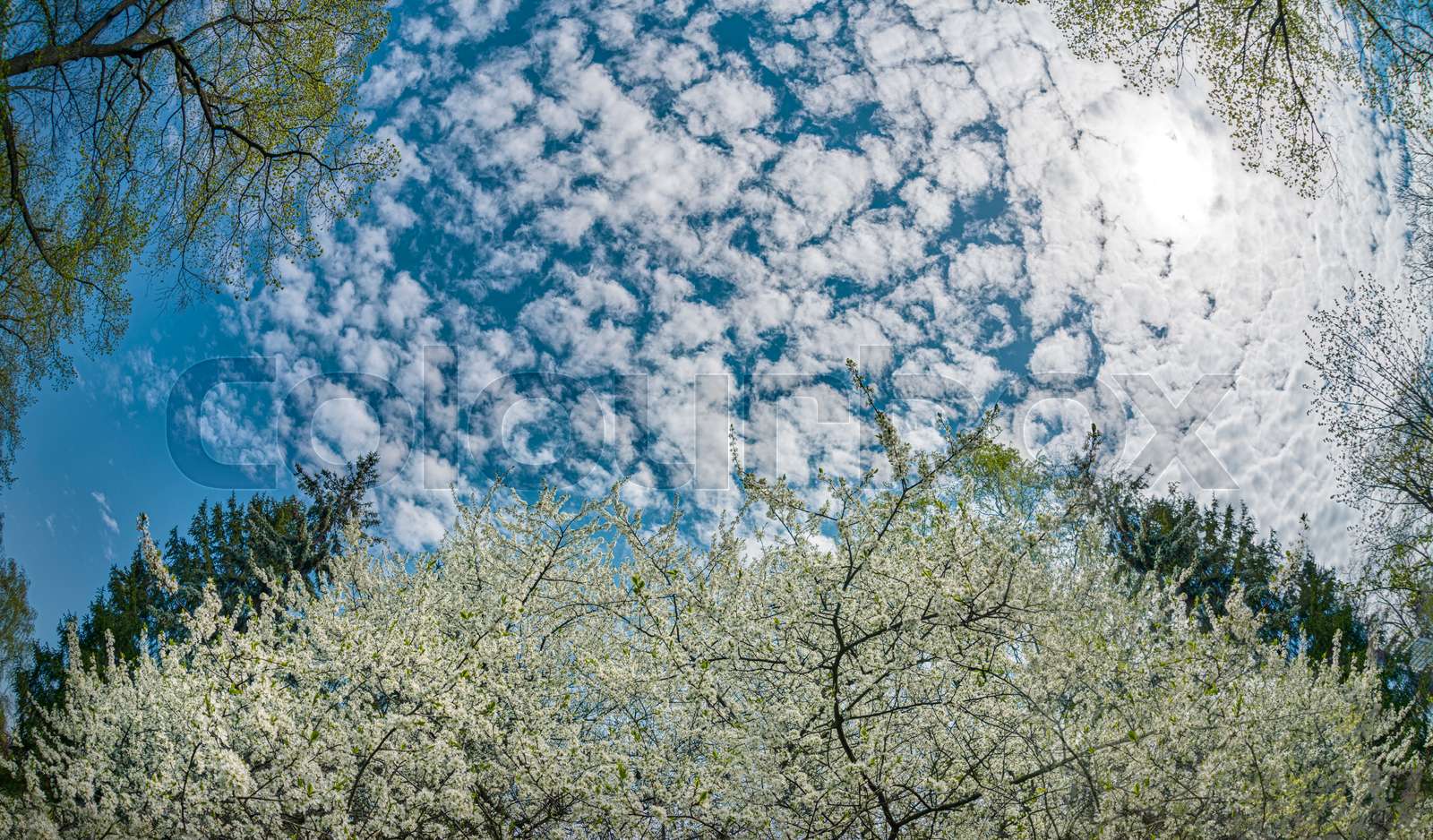 beautiful sky and treetops with spring blossoms | Stock image | Colourbox