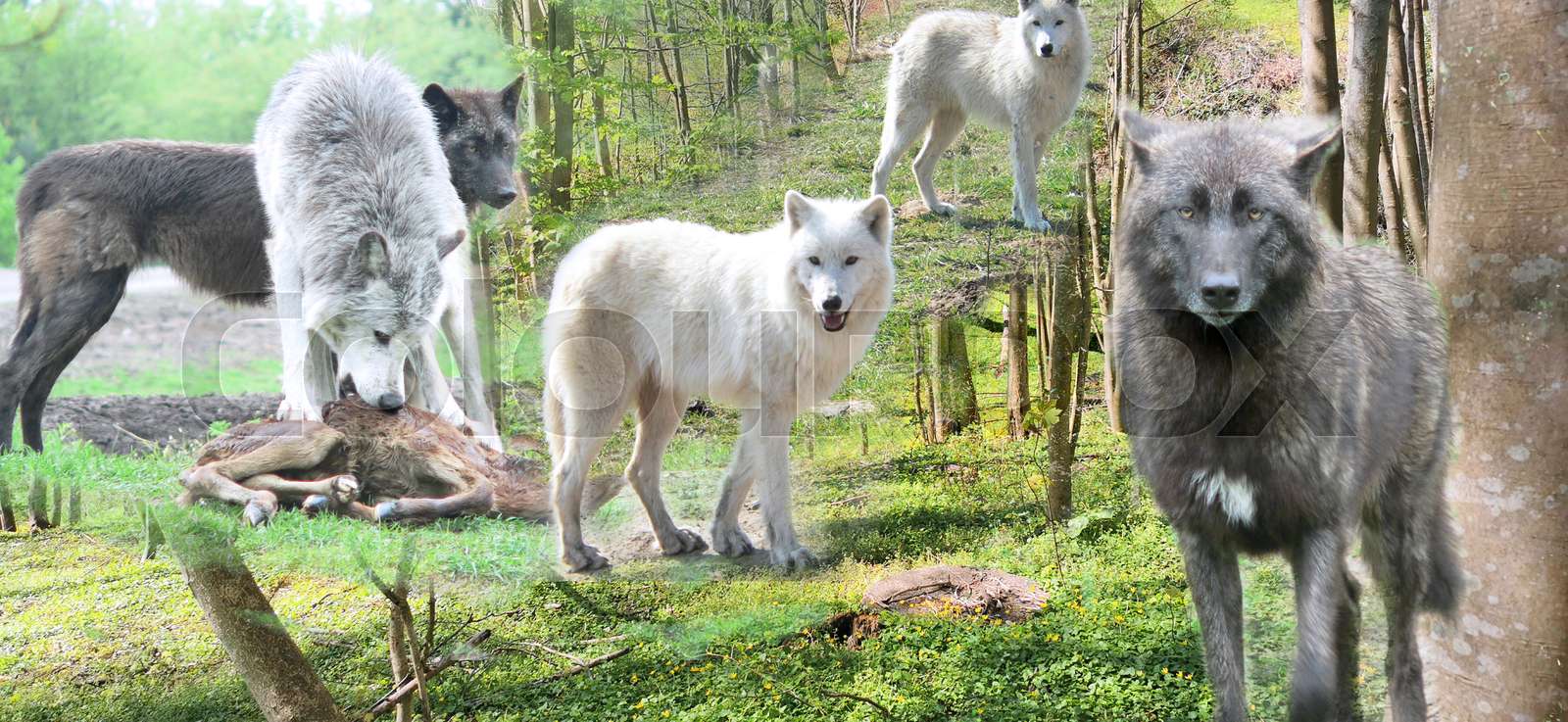 denmark, danish, wolves | Stock image | Colourbox