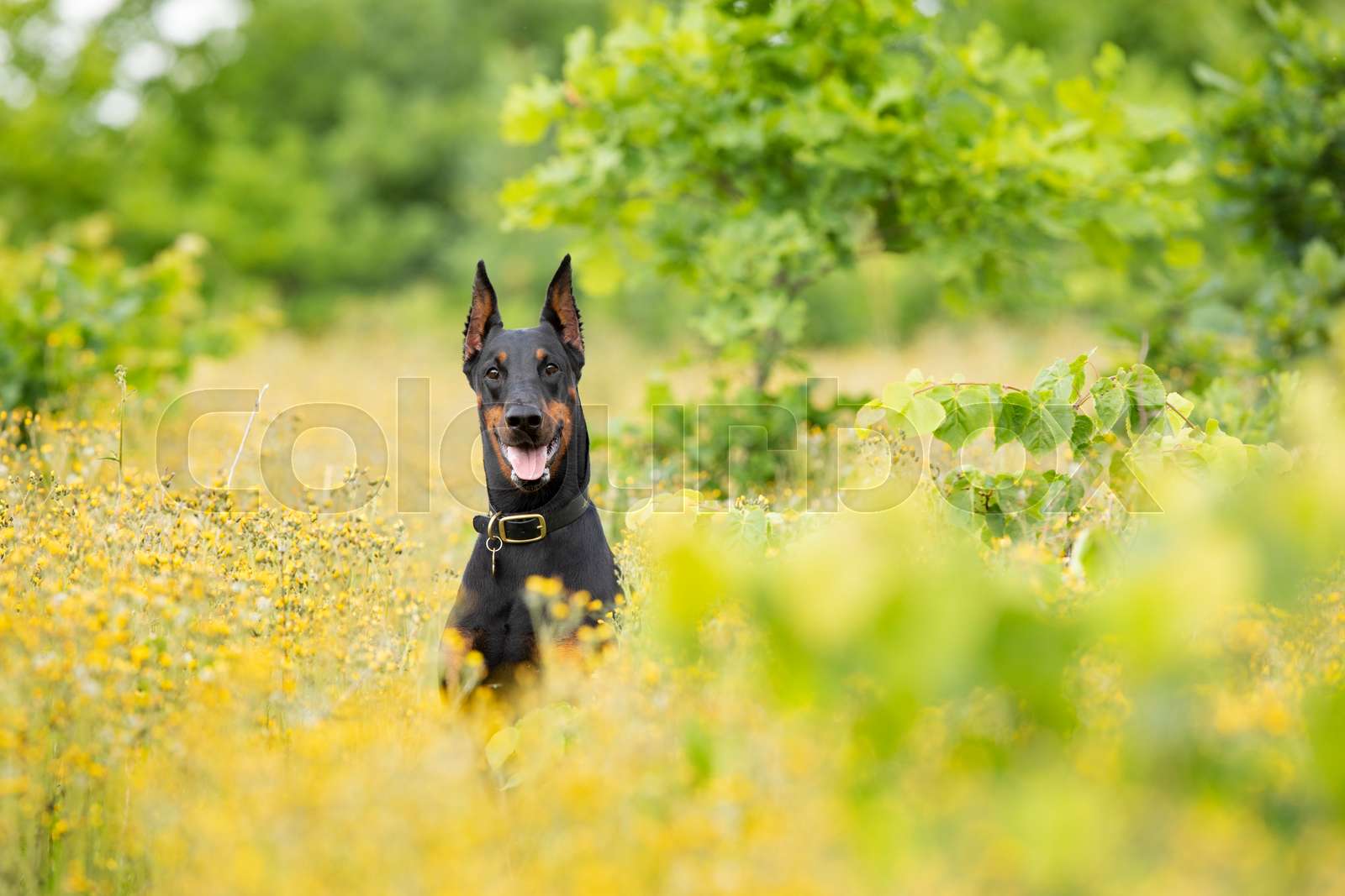 Portrait of dobermann dog sit in flowering meadow in summer morning ...
