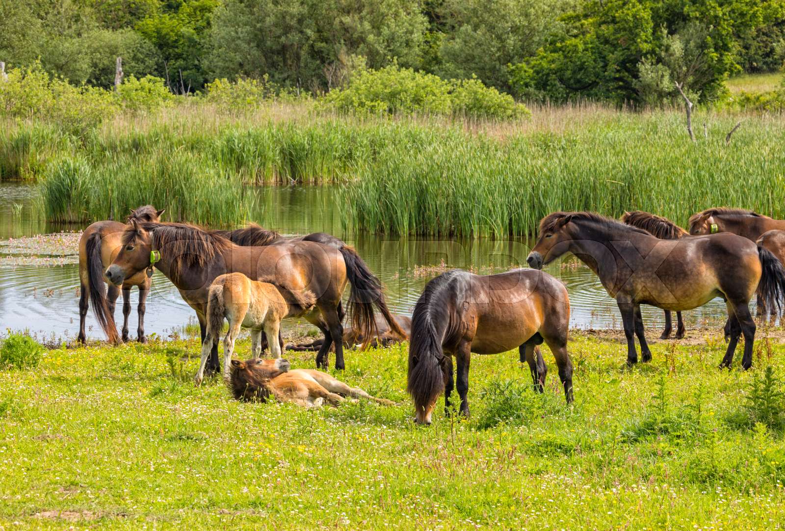 Exmoor Pony herd at Langeland, Denmark | Stock image | Colourbox