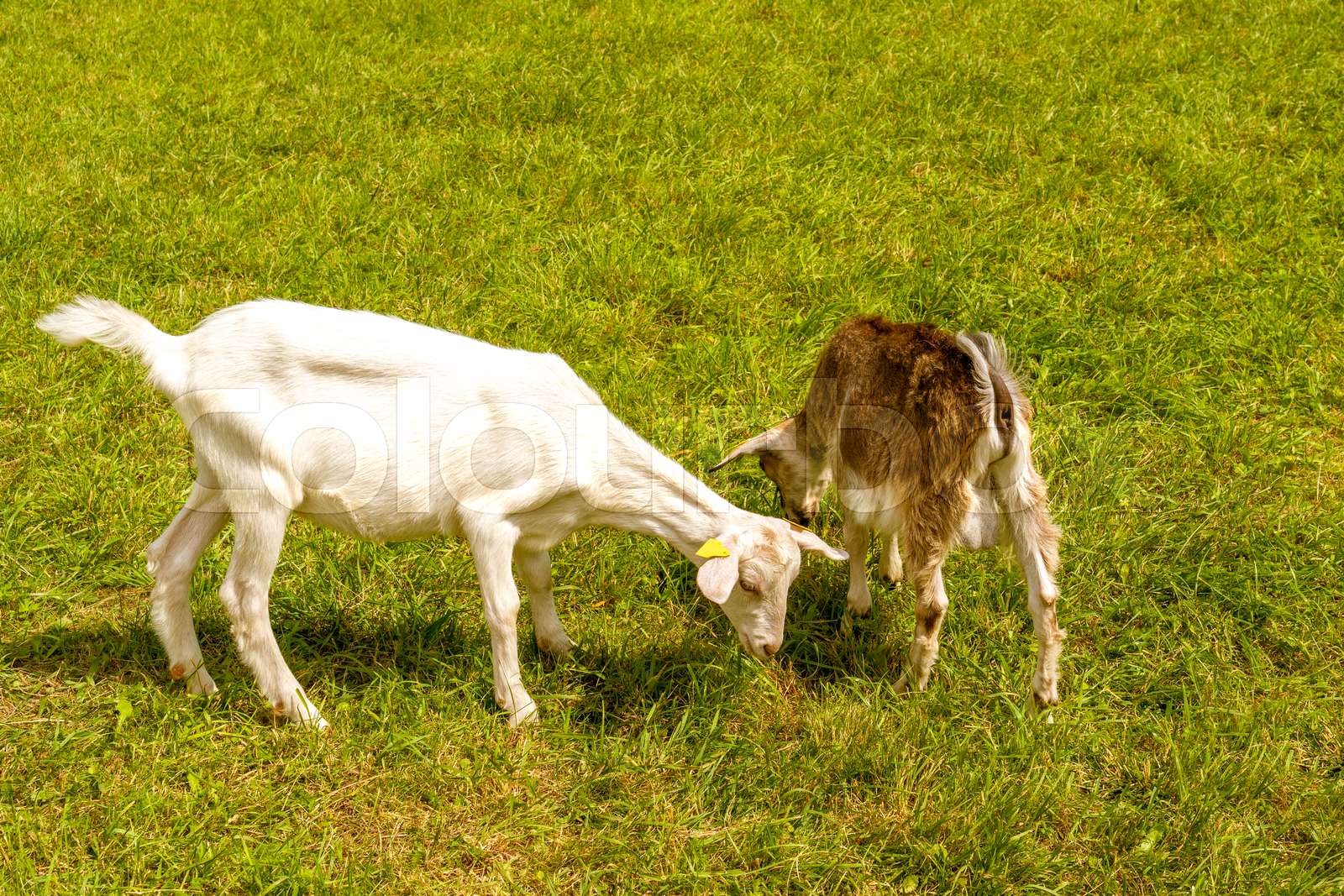 Couple of goats grazing in the field | Stock image | Colourbox