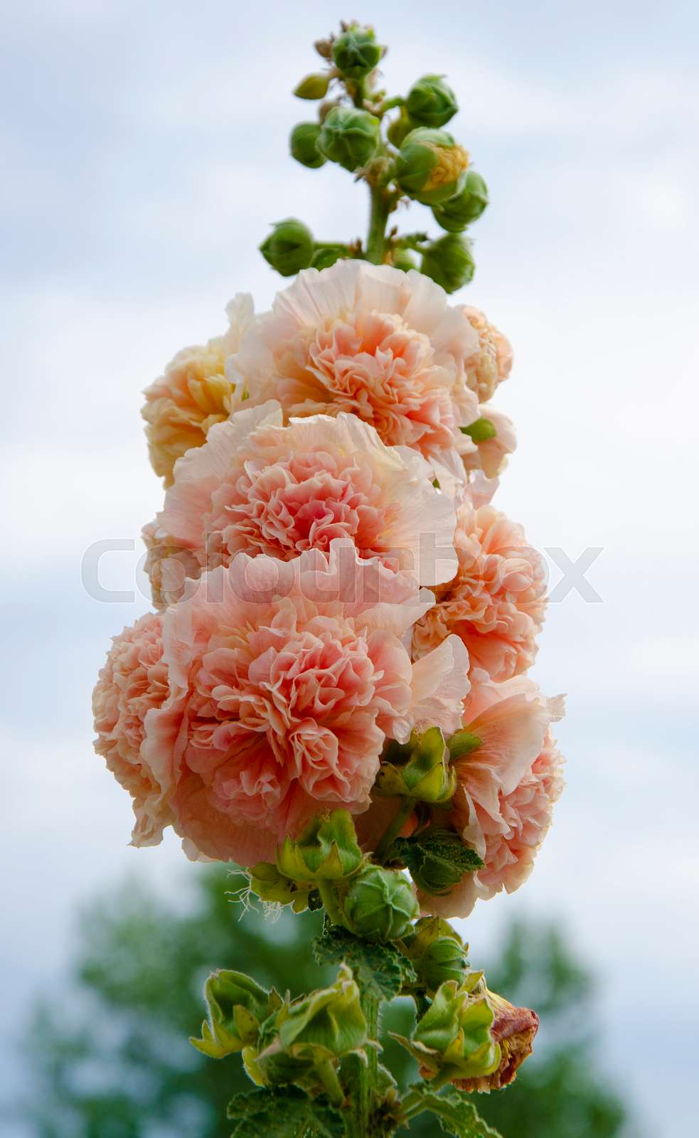 Garden Malva moschata with orange petals in the summer close-up photo ...