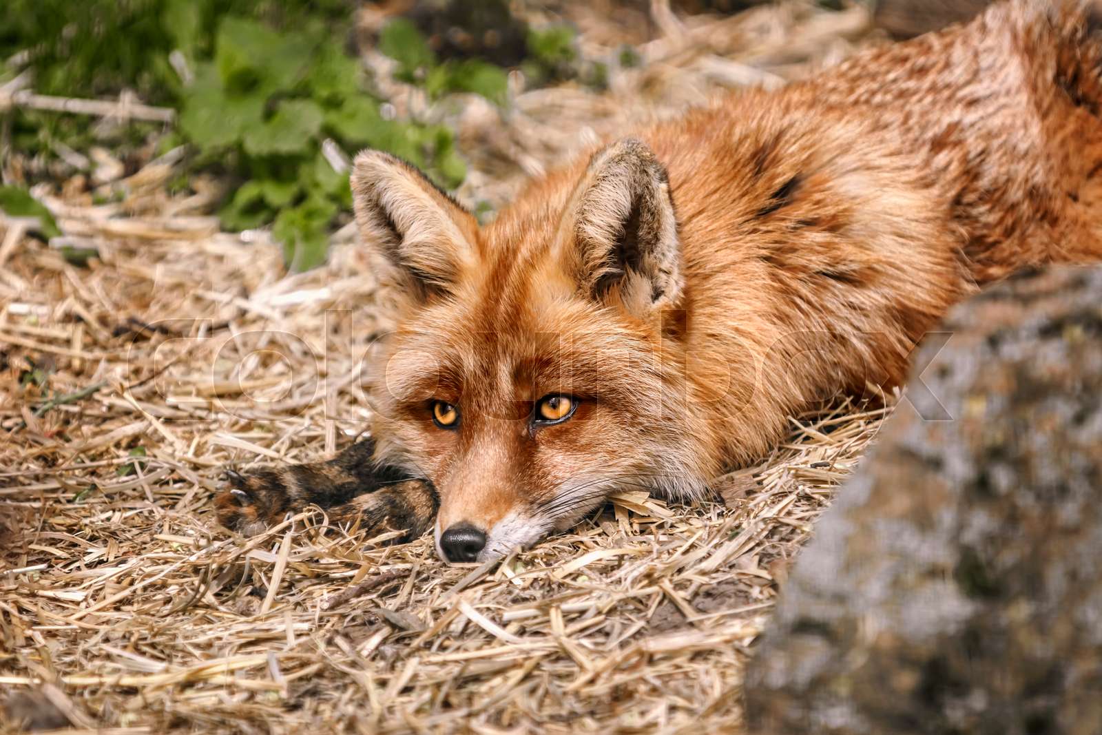 Portrait of the fox | Stock image | Colourbox