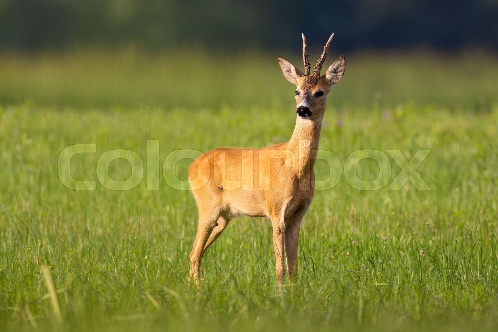 Roe deer looking on grassland in summertime nature | Stock image ...