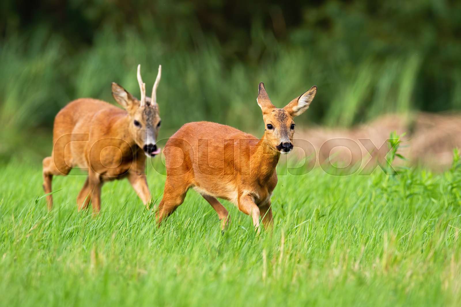 Roe deer following doe on grassland in rutting season | Stock image ...