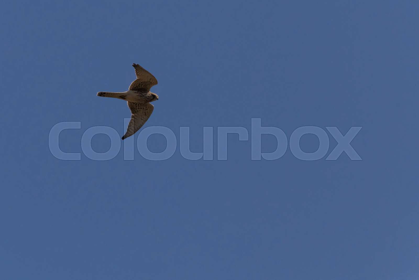 falcon hunting in a clear blue sky | Stock image | Colourbox