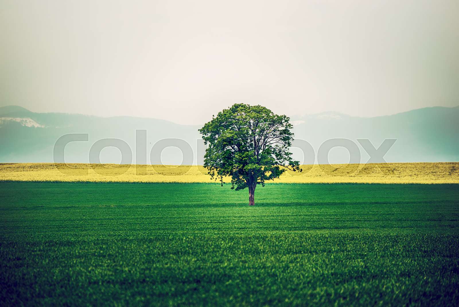A Single Tree | Stock image | Colourbox