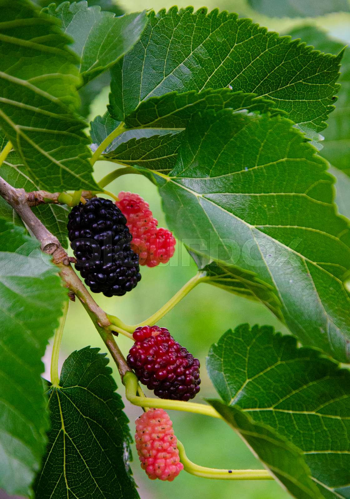 Mulberries Fruit