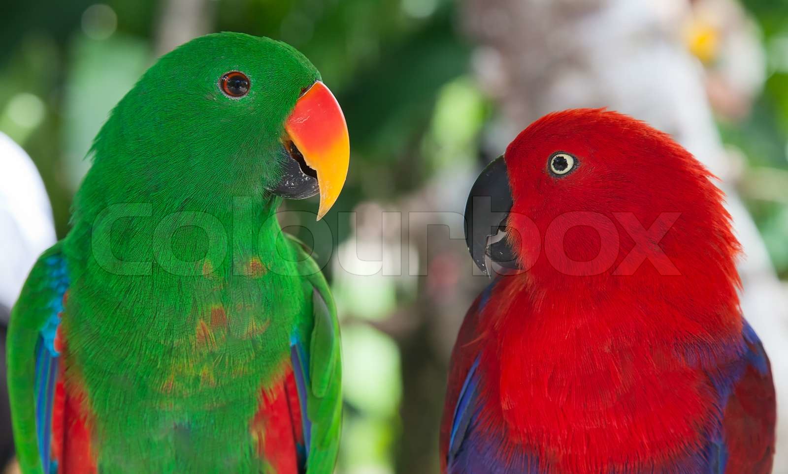 Pair of lori parrots | Stock image | Colourbox