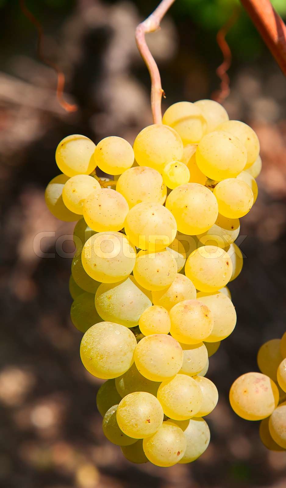 Yellow grapes | Stock image | Colourbox