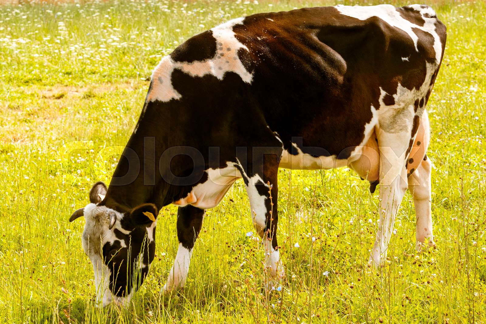 Cow grazing on the open field | Stock image | Colourbox