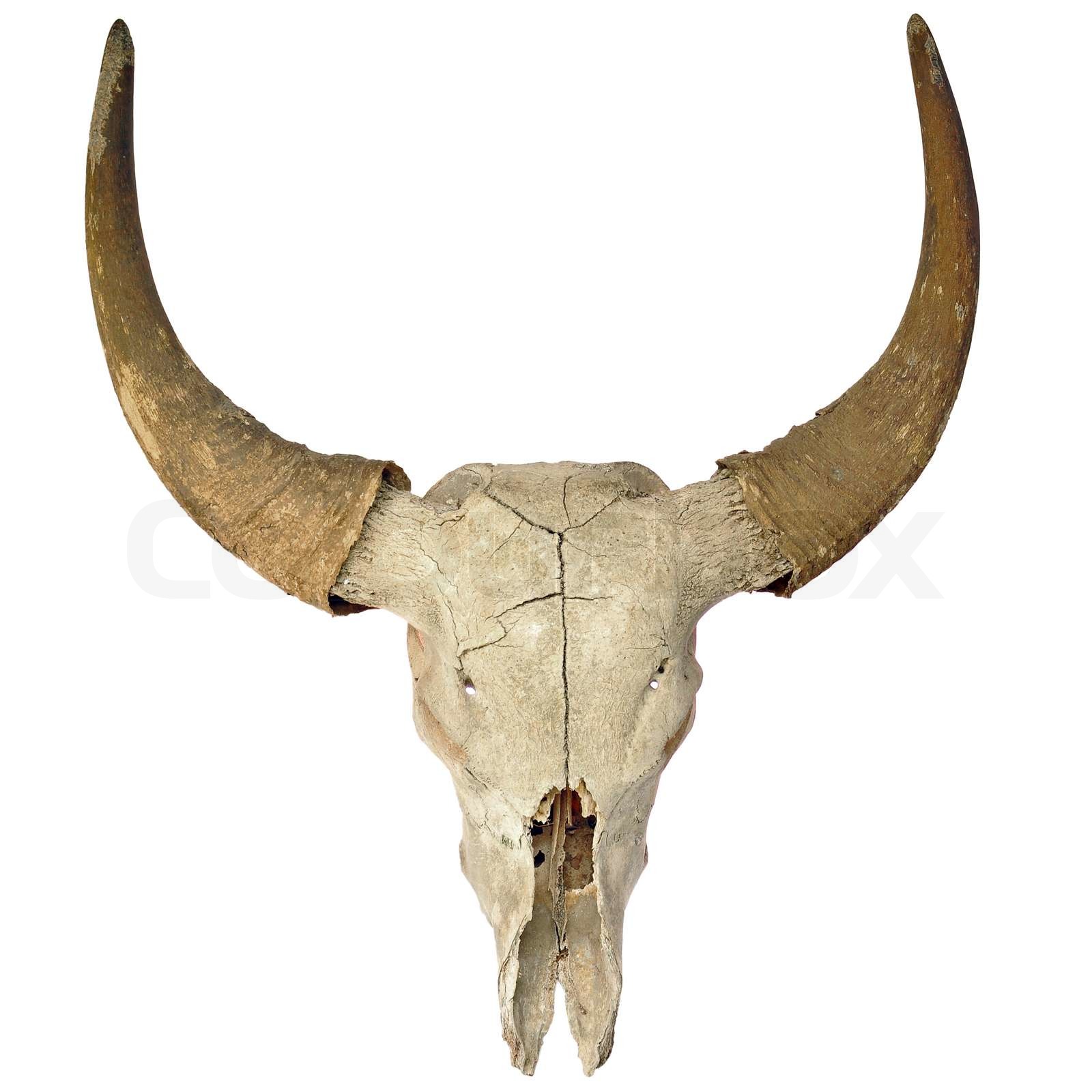head skull of bull | Stock image | Colourbox