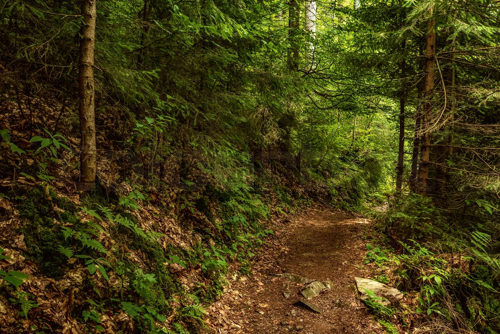 wald, tree, hintergrund | Stock Bild | Colourbox
