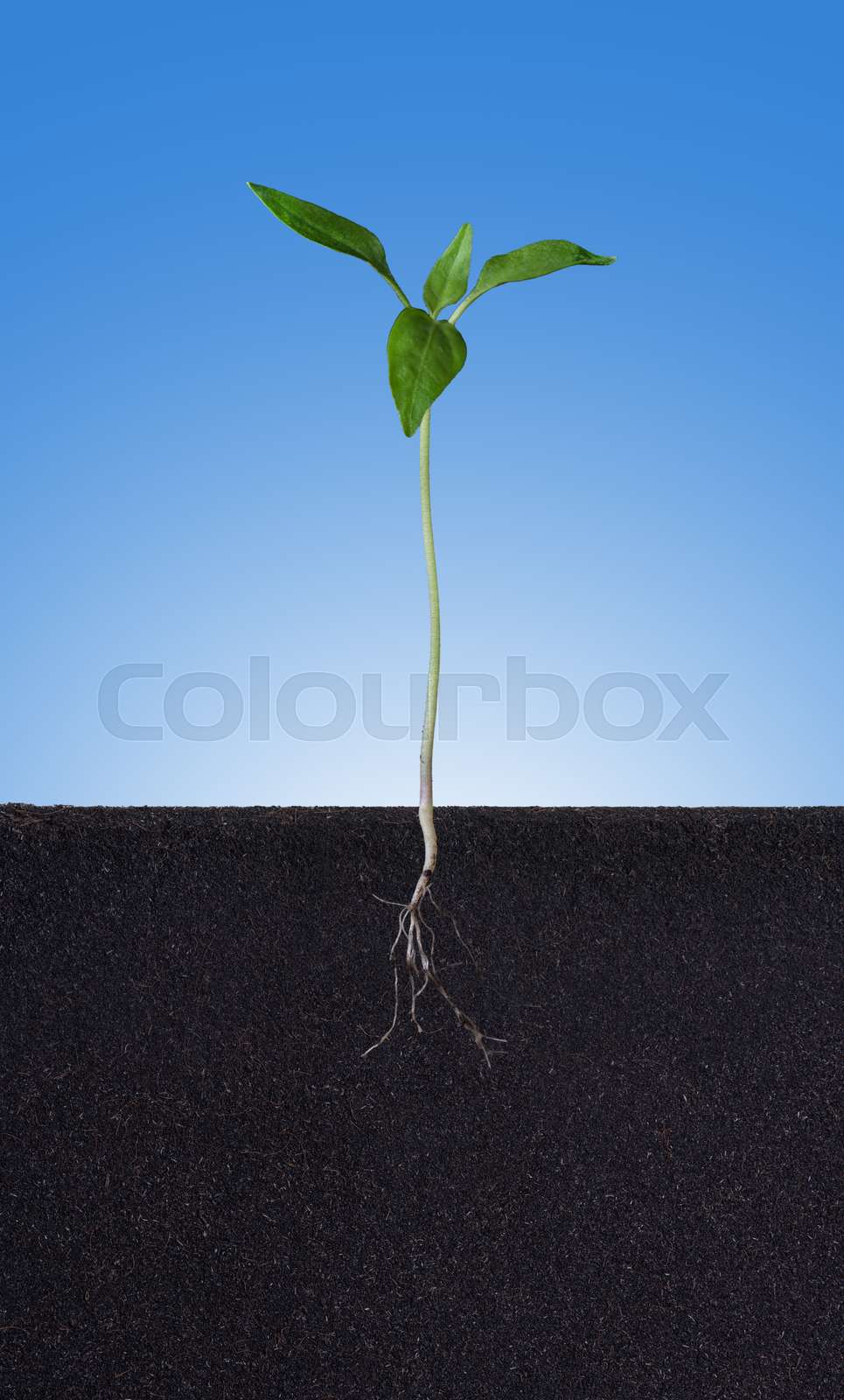 Growing plant with roots visible | Stock image | Colourbox