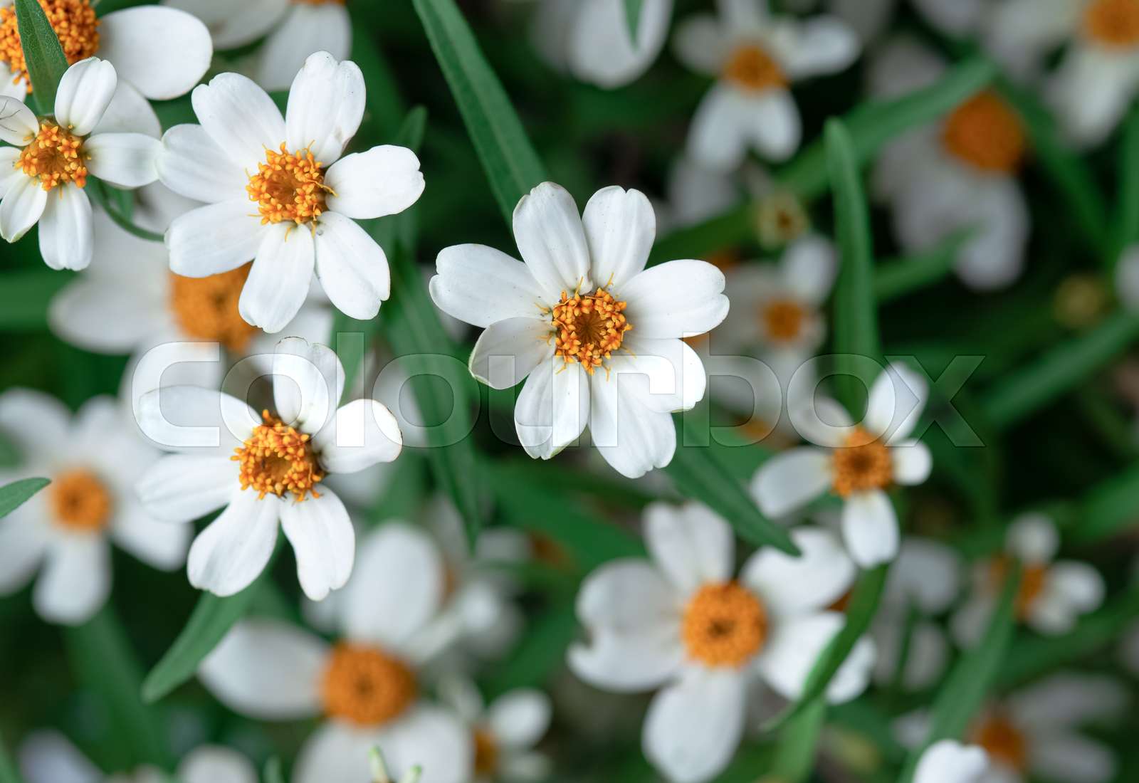 hvid, foråret, tusindfryd | Stock foto | Colourbox