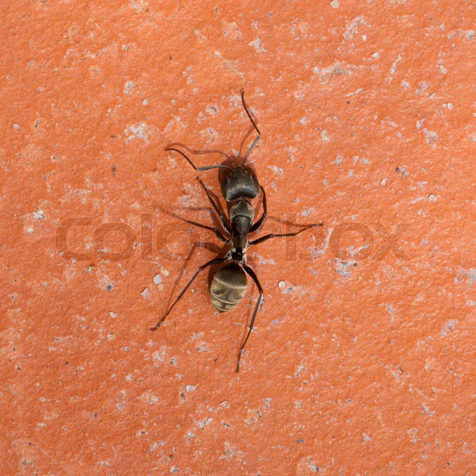 Large black ant walking | Stock image | Colourbox