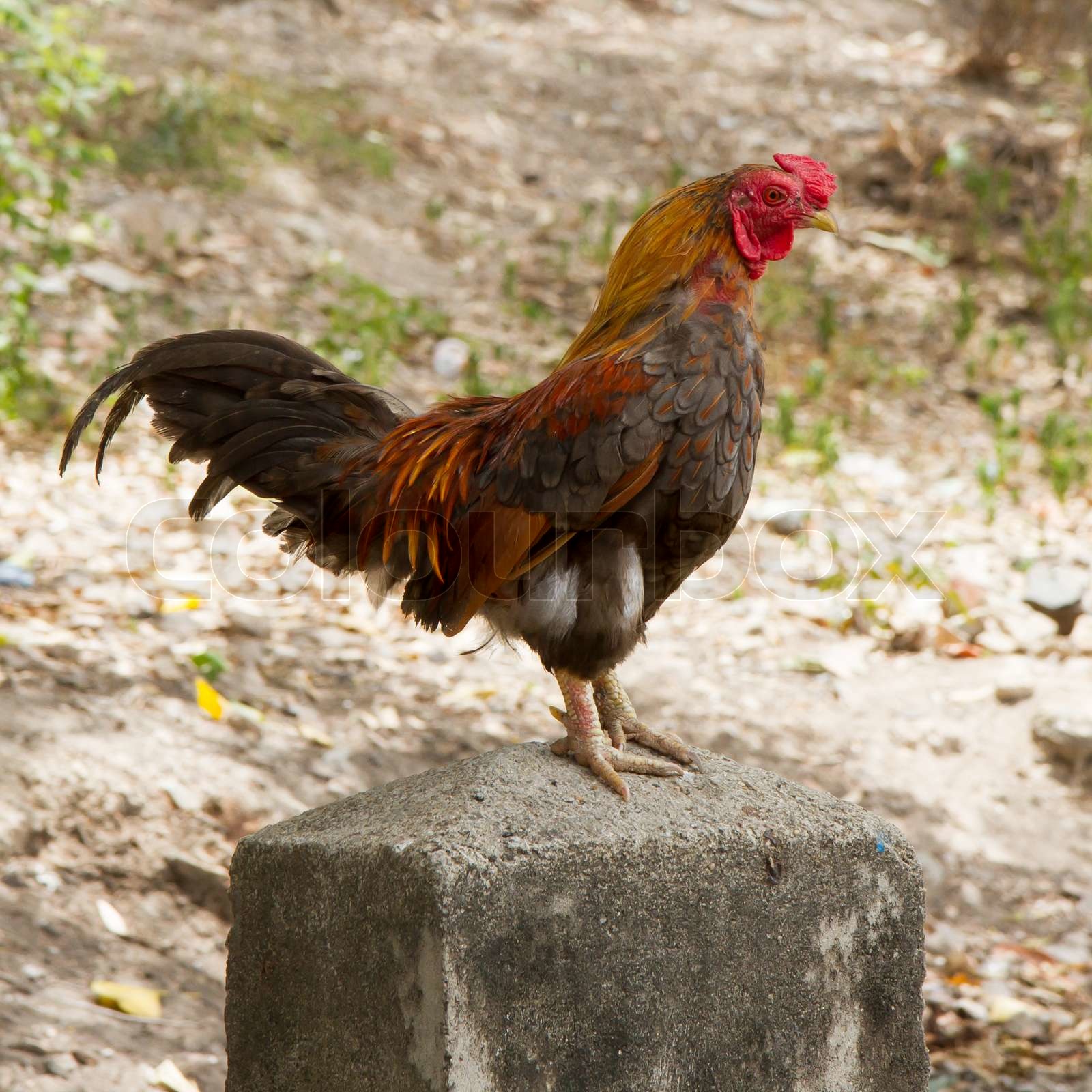 Rooster standing on a concrete pole | Stock image | Colourbox