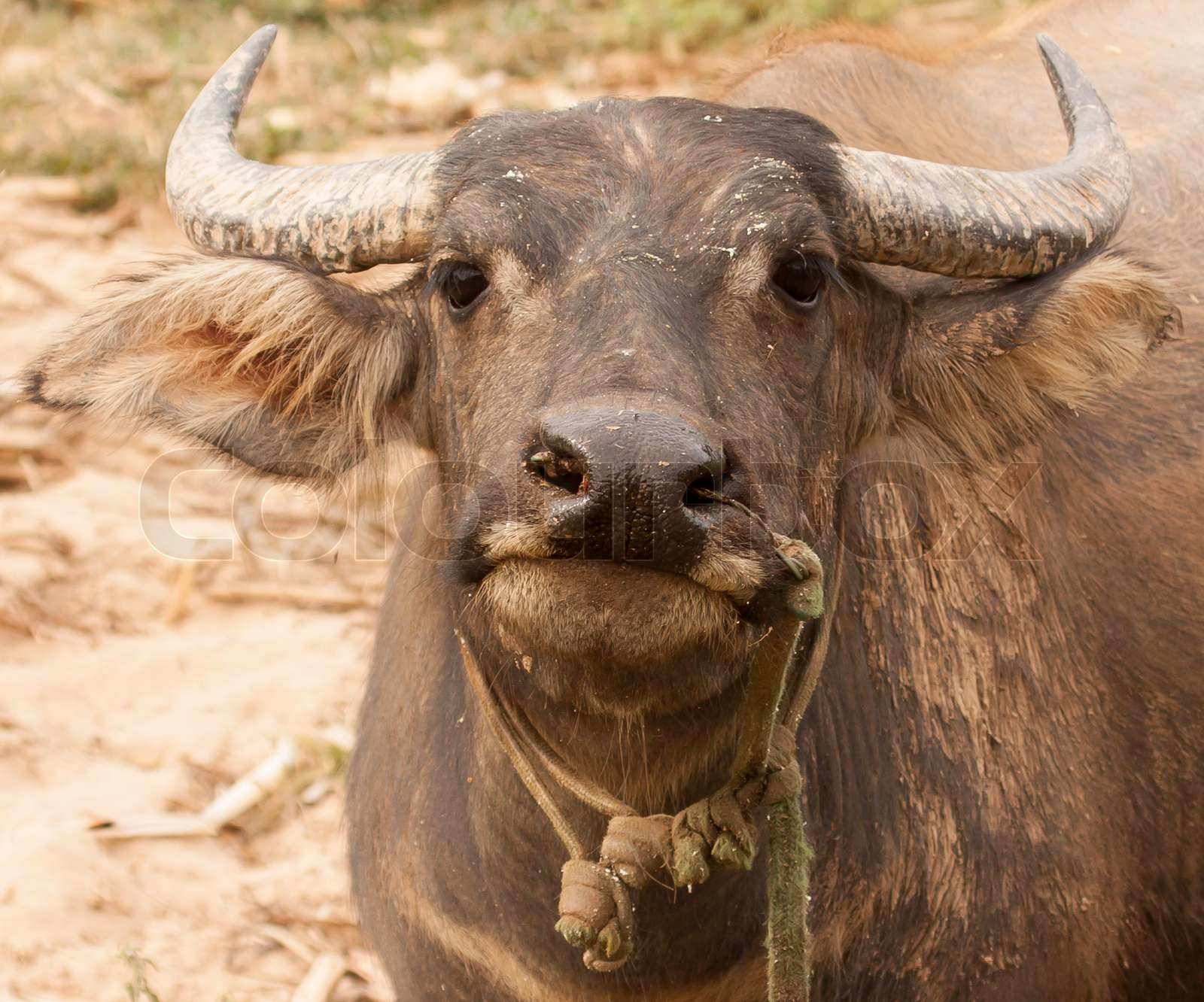 Curious adult water buffalo closeup | Stock image | Colourbox