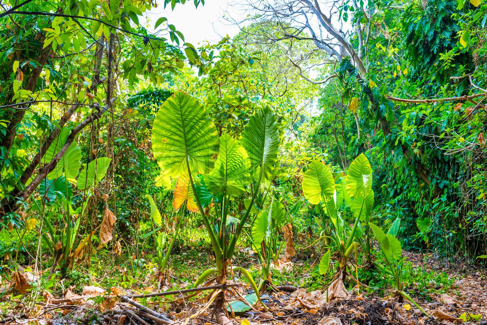 Jungle forest landscape | Stock image | Colourbox