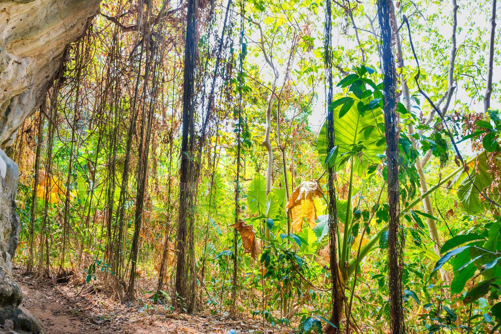 hule, turist, kolonne | Stock foto | Colourbox