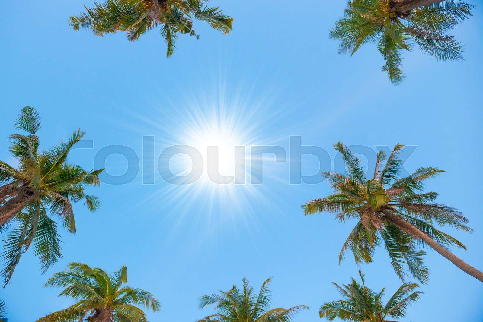 Palm top trees with sun on blue sky | Stock image | Colourbox