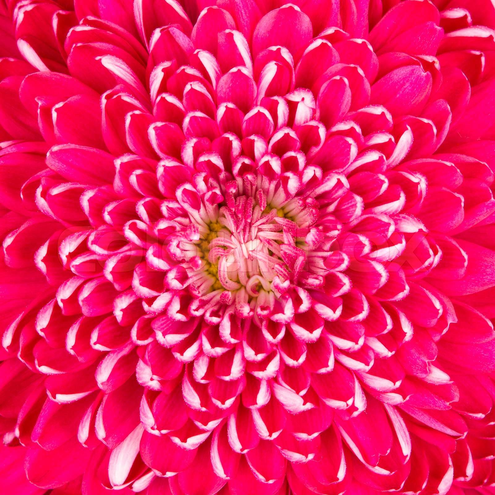 Purple chrysanthemum | Stock image | Colourbox