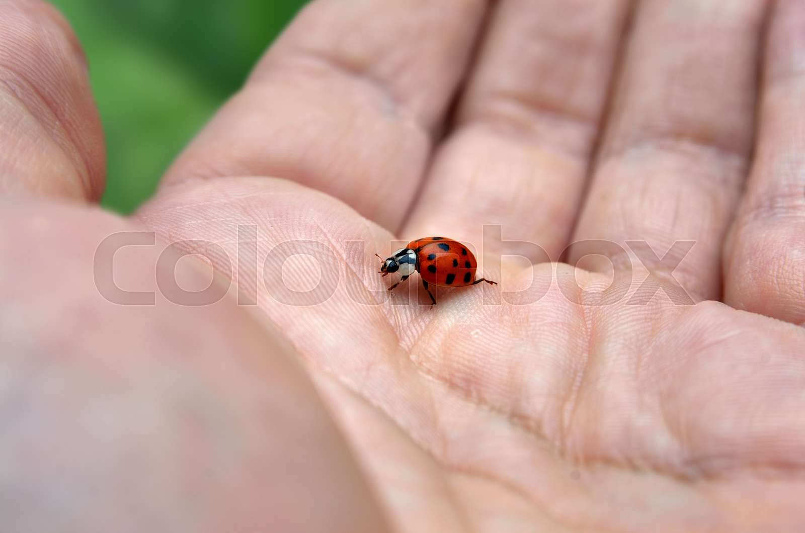 Ladybug sits on a human hand, close-up | Stock image | Colourbox