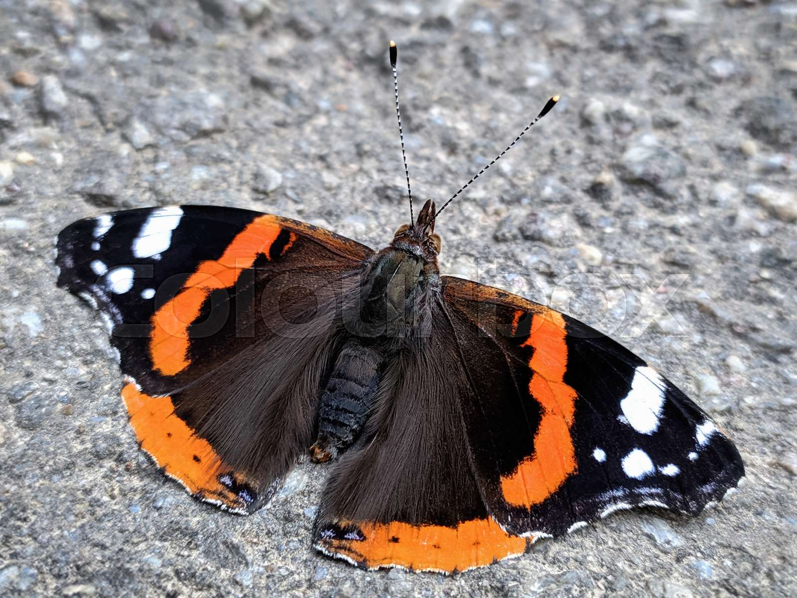 Butterfly Vanessa Atalanta in the stage of a winged insect | Stock ...