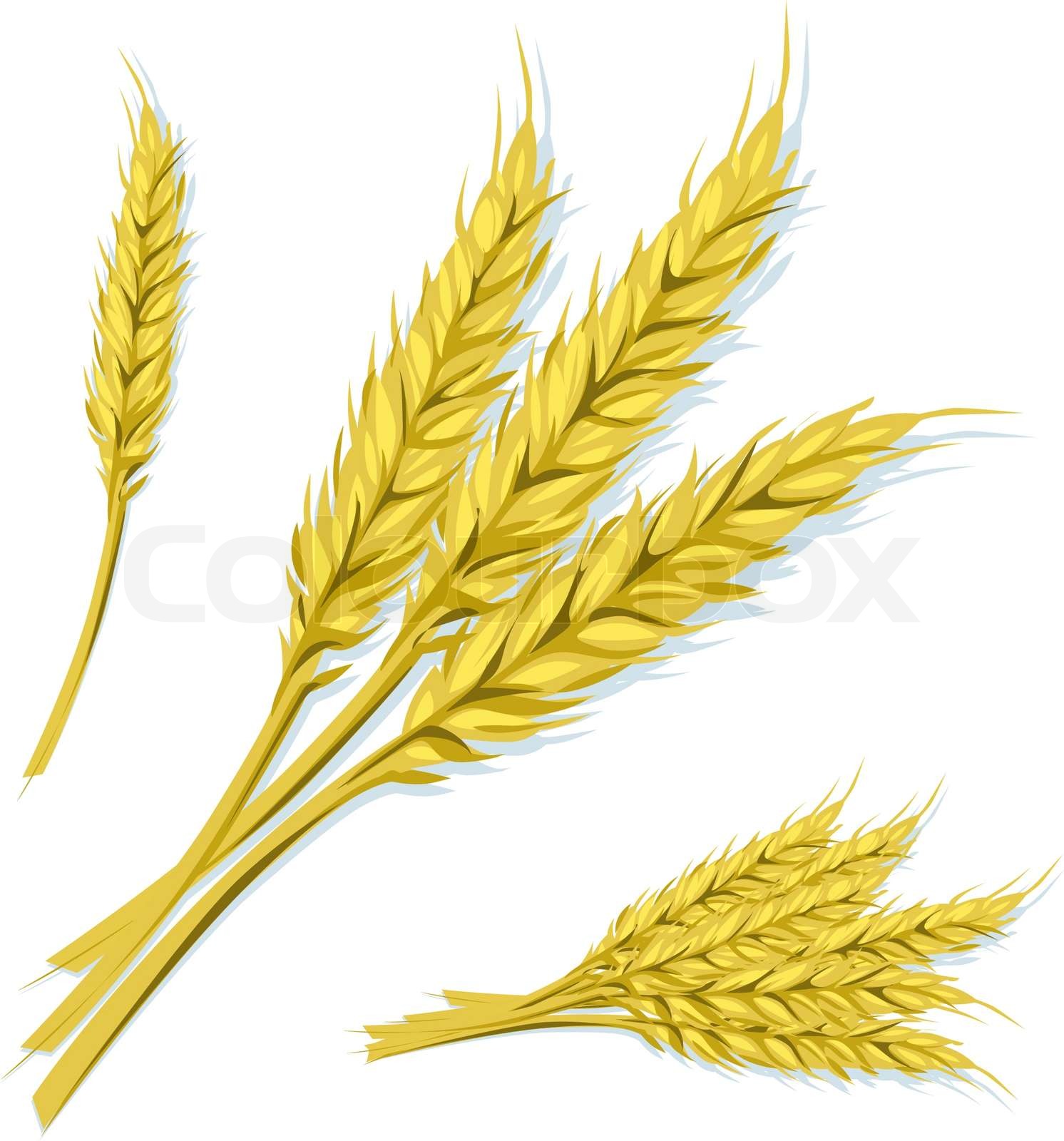 Weizen | Stock-Vektor | Colourbox