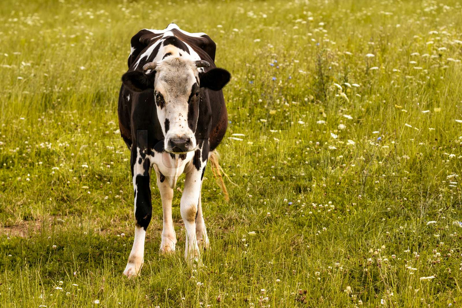 Dairy cow with lot of flies | Stock image | Colourbox