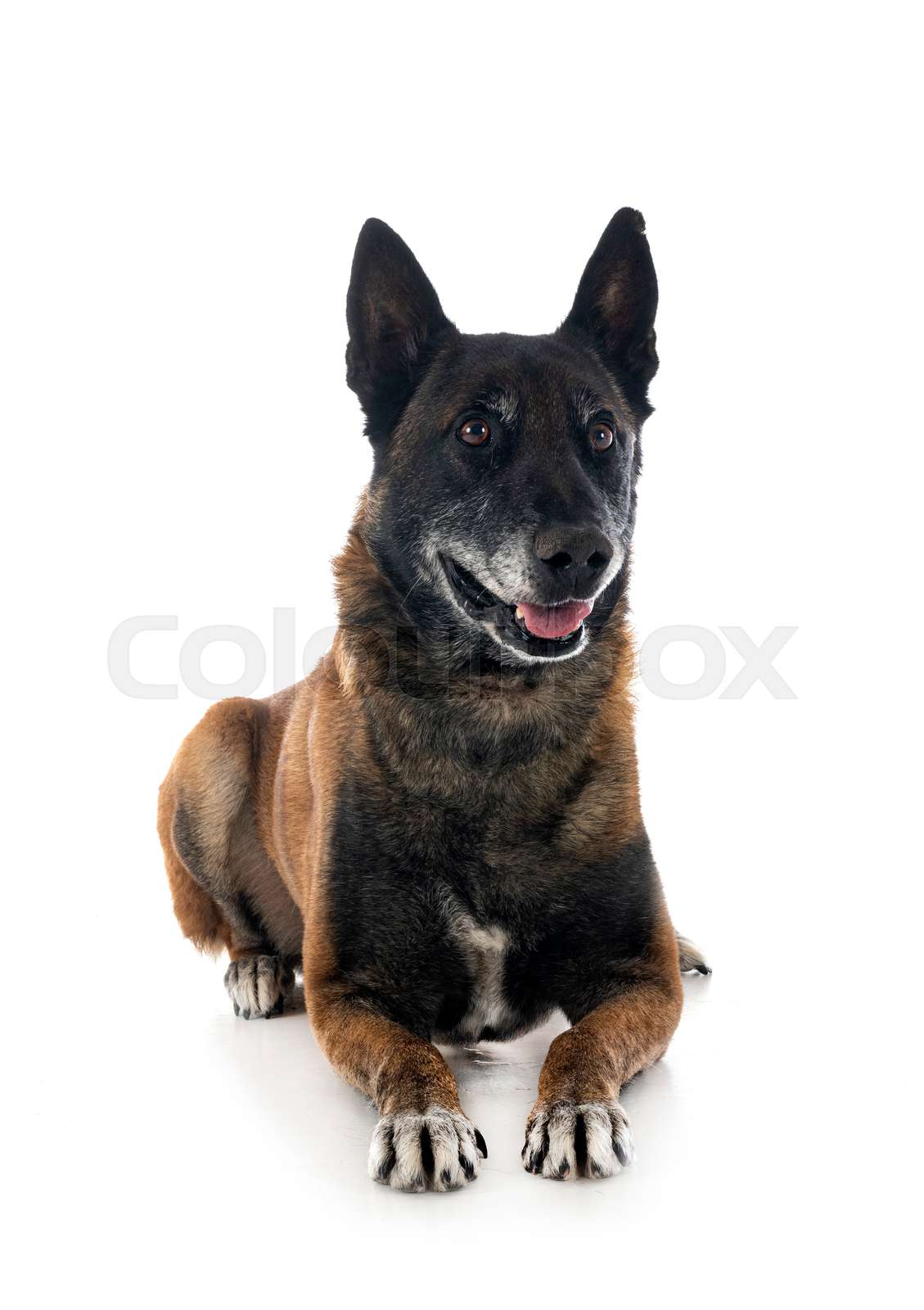 malinois in studio | Stock image | Colourbox