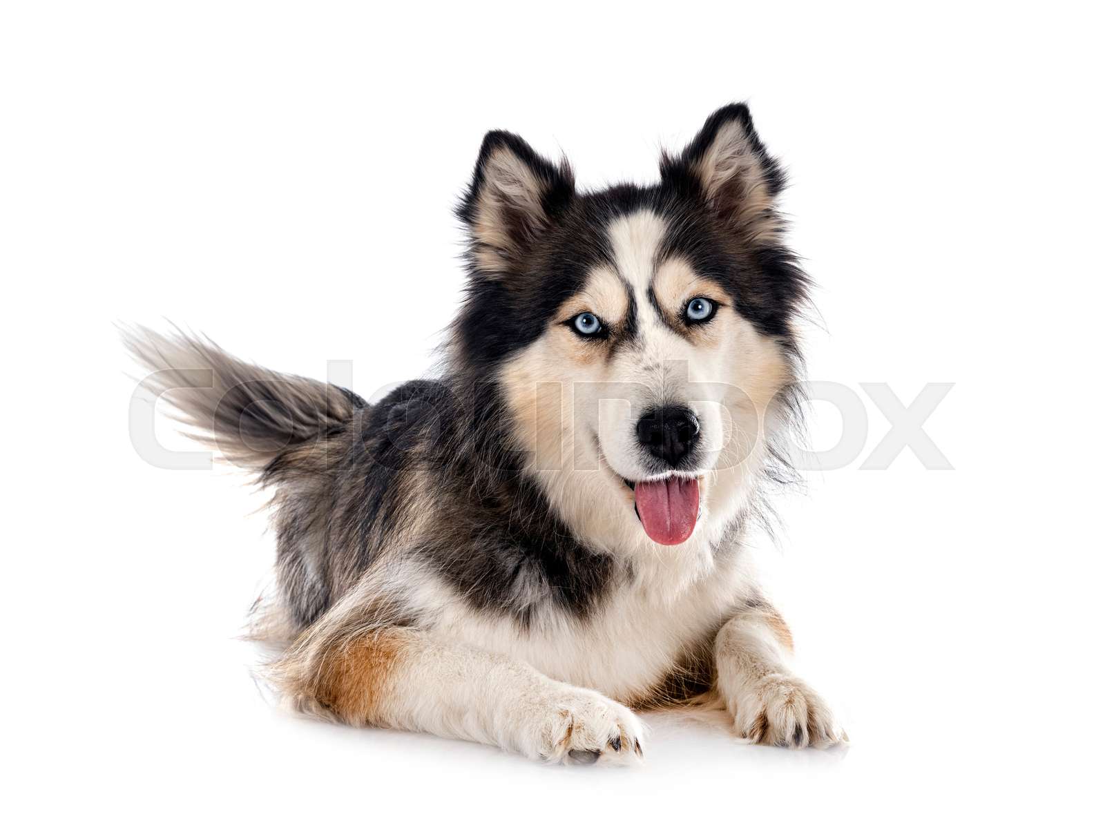 siberian husky in studio | Stock image | Colourbox