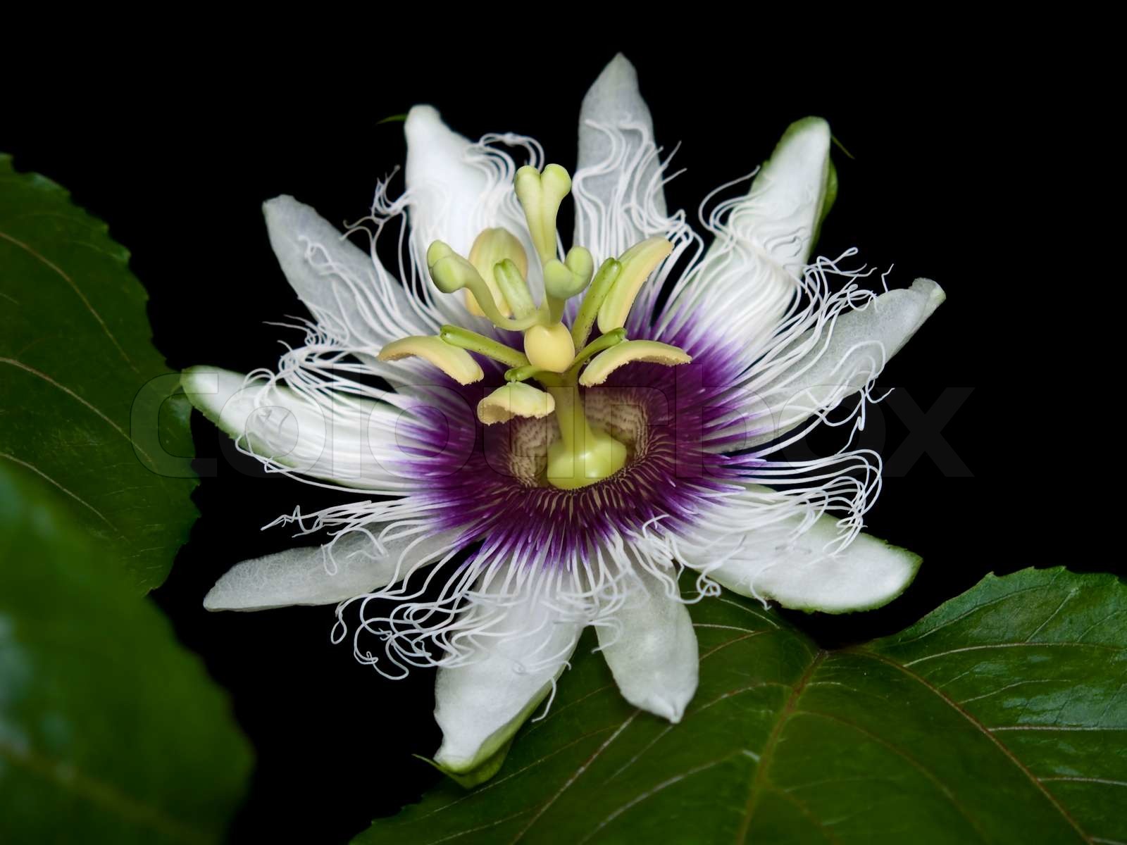 Passiflora edulis | Stock image | Colourbox