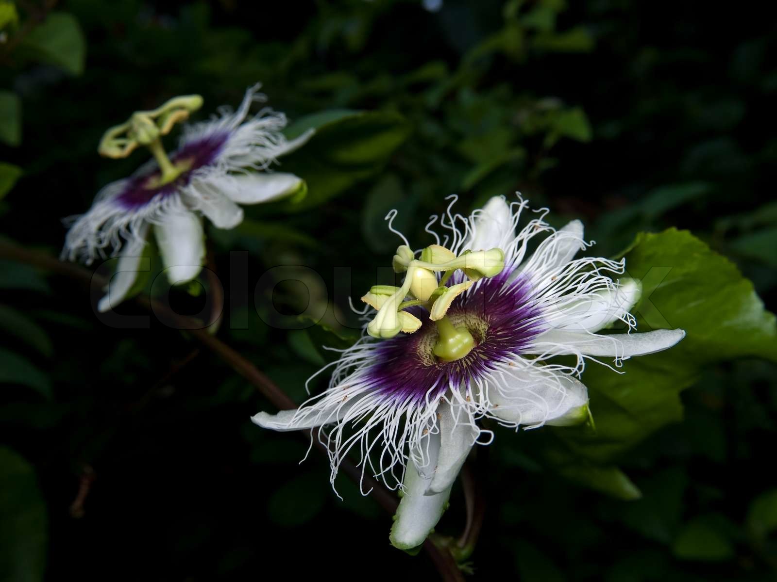 Passiflora edulis | Stock Bild | Colourbox