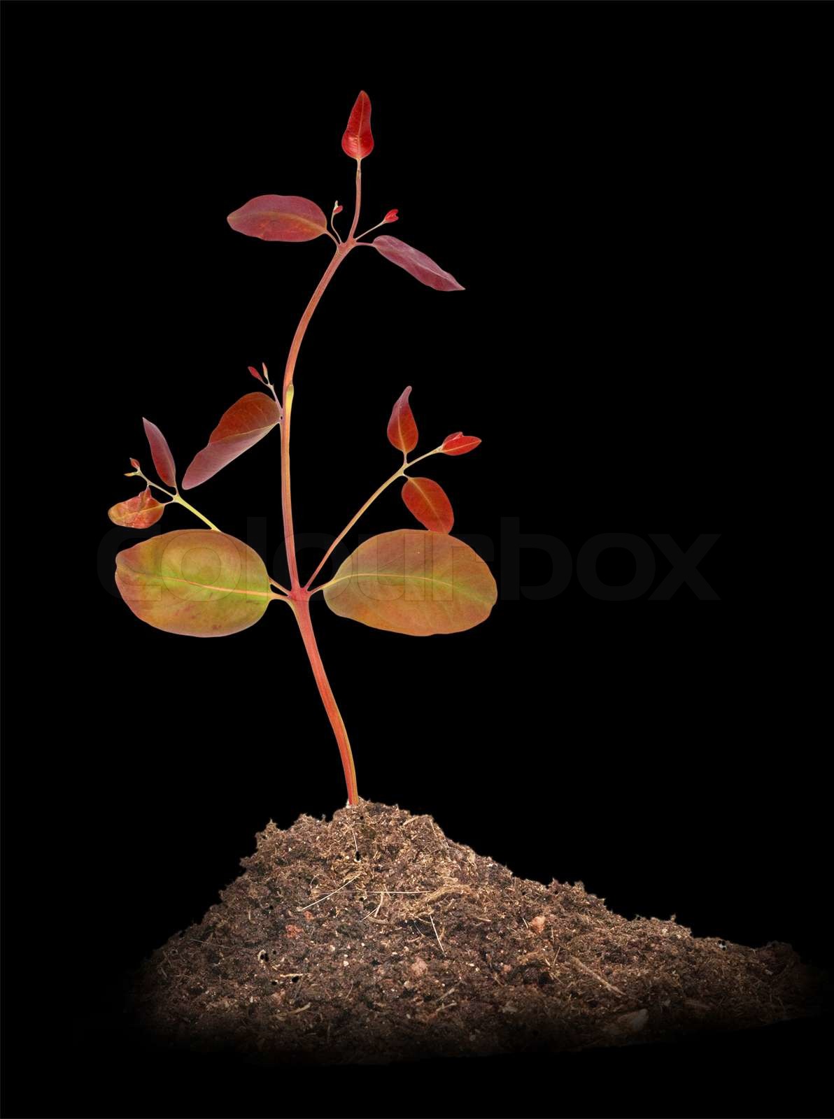 Tree shoot in soil isolated on blackbackground | Stock image | Colourbox