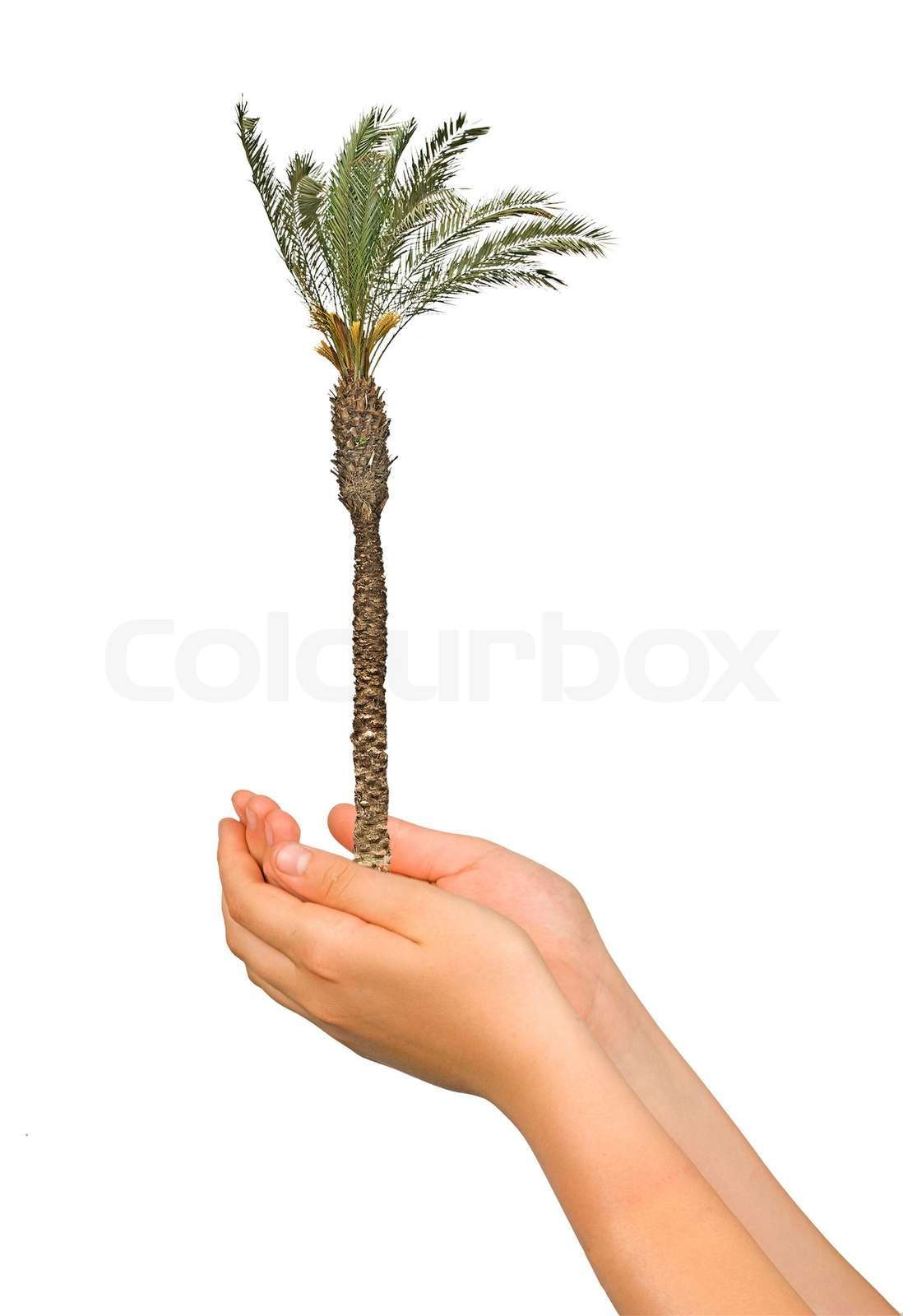 Palm in der Hand | Stock Bild | Colourbox