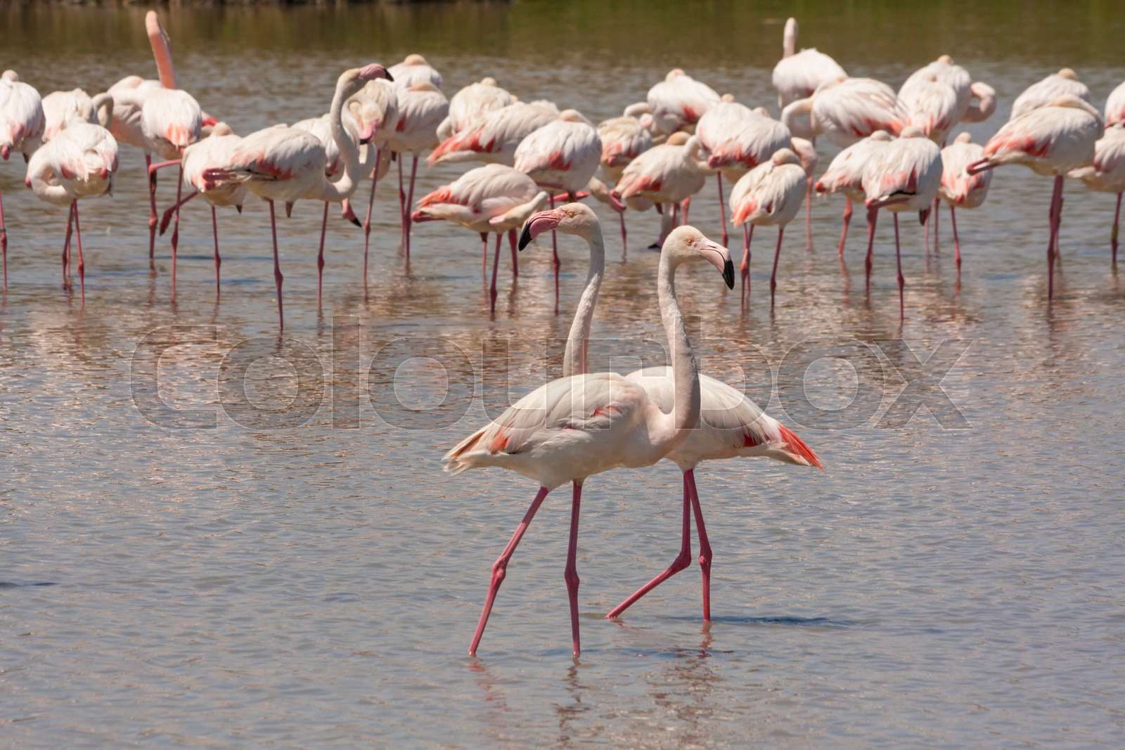 Flamingos at the Camargue region, France | Stock image | Colourbox